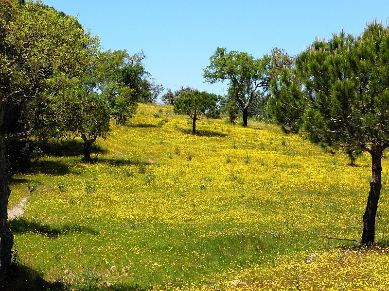 Spring in the Alentejo region of Portugal Monte Horizonte - Eco ...